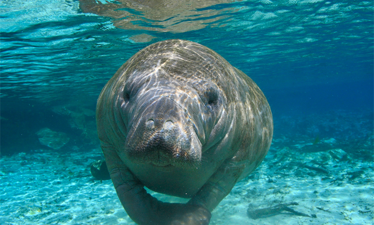 Local Attractions: Anna Maria Island Wildlife Sightseeing