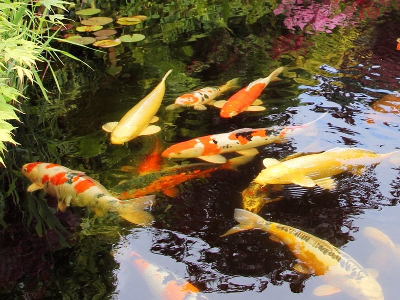 Family Fun Activities on Anna Maria Island | Silver Resorts